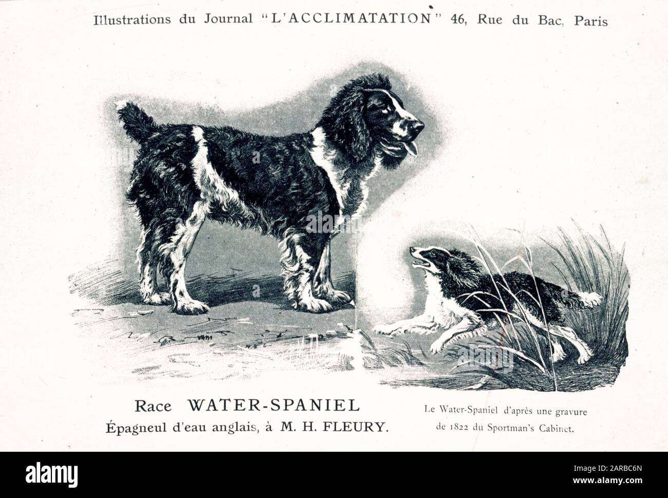 Water Spaniel Dog Stock Photo - Alamy