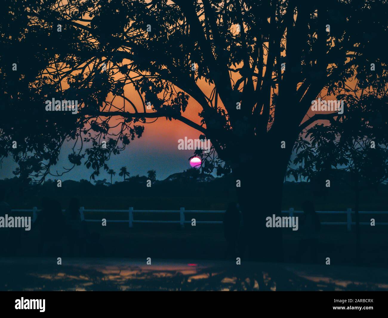 beautiful landscape magical sky and sunrise with tree. Photo of tree ...