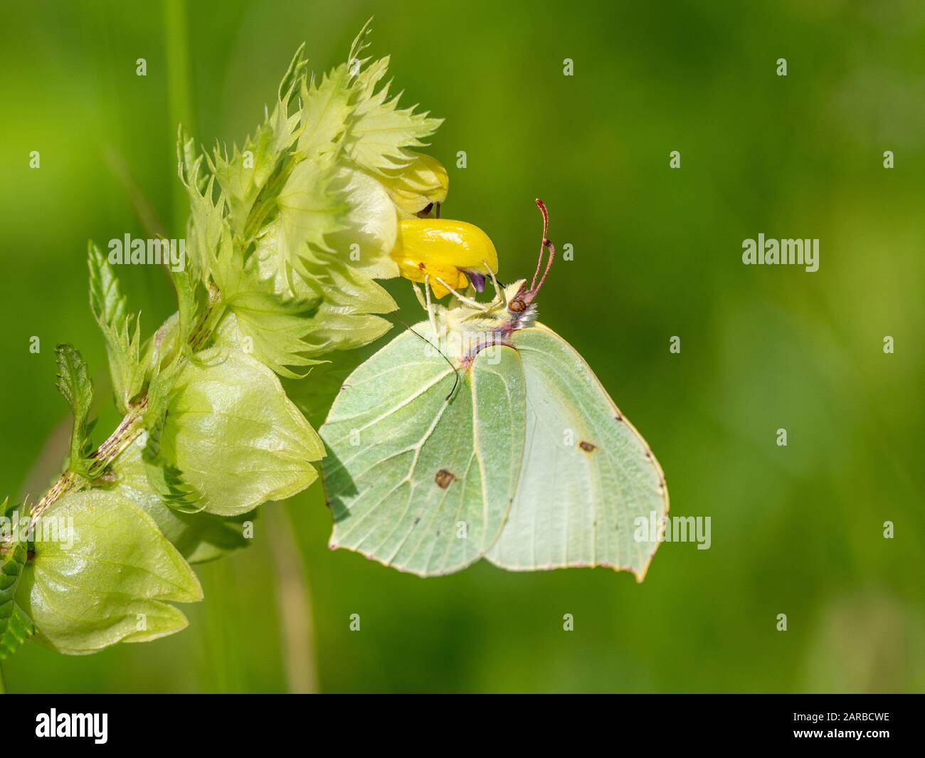 Brimstone Butterfly ( Gonepteryx rhamni ) on a plant. Wings closed ...