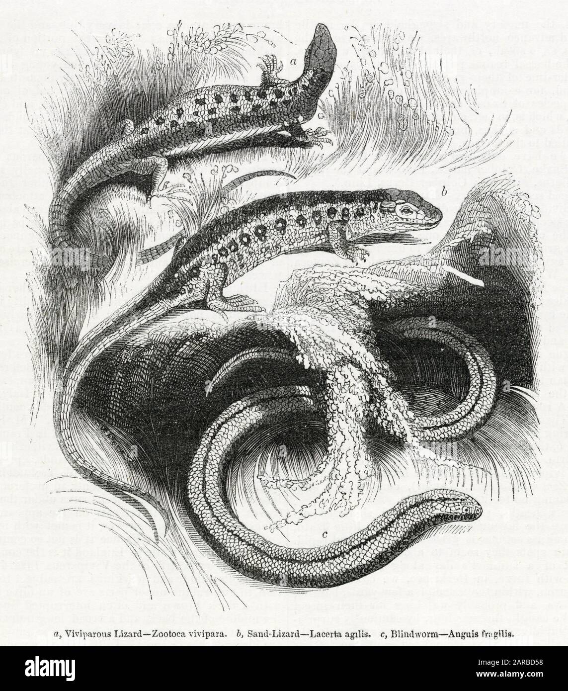 Three varieties of lizard Stock Photo - Alamy