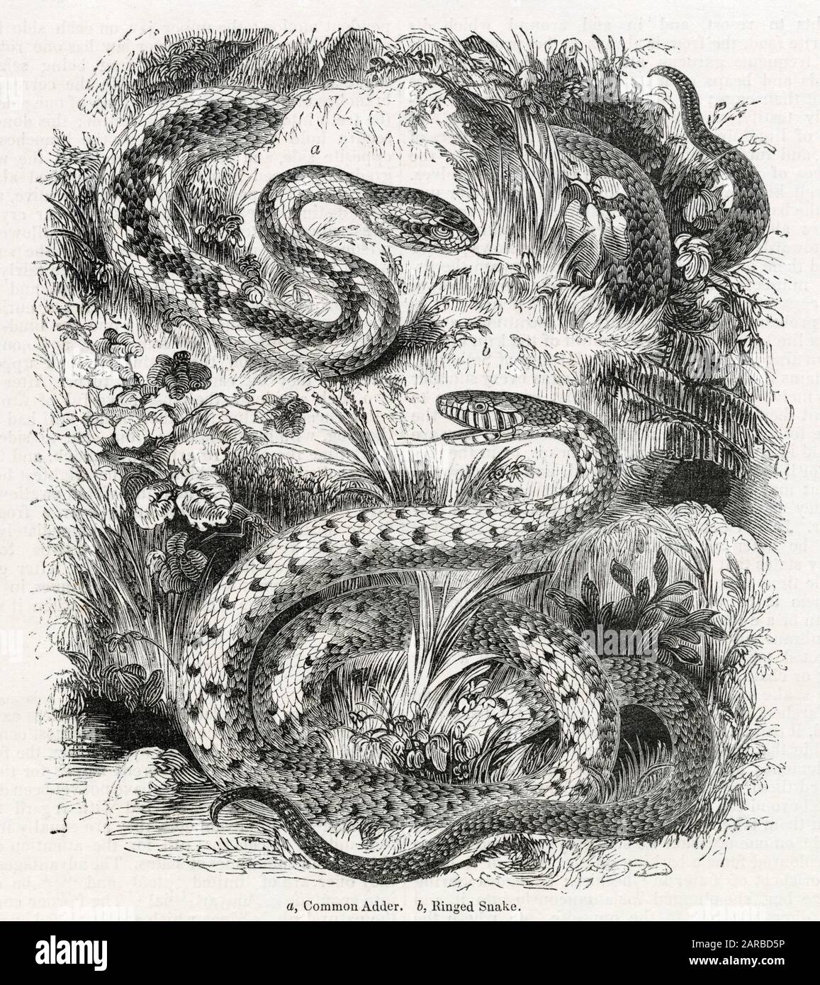 Common adder and Ringed snake. Date: 1843 Stock Photo - Alamy
