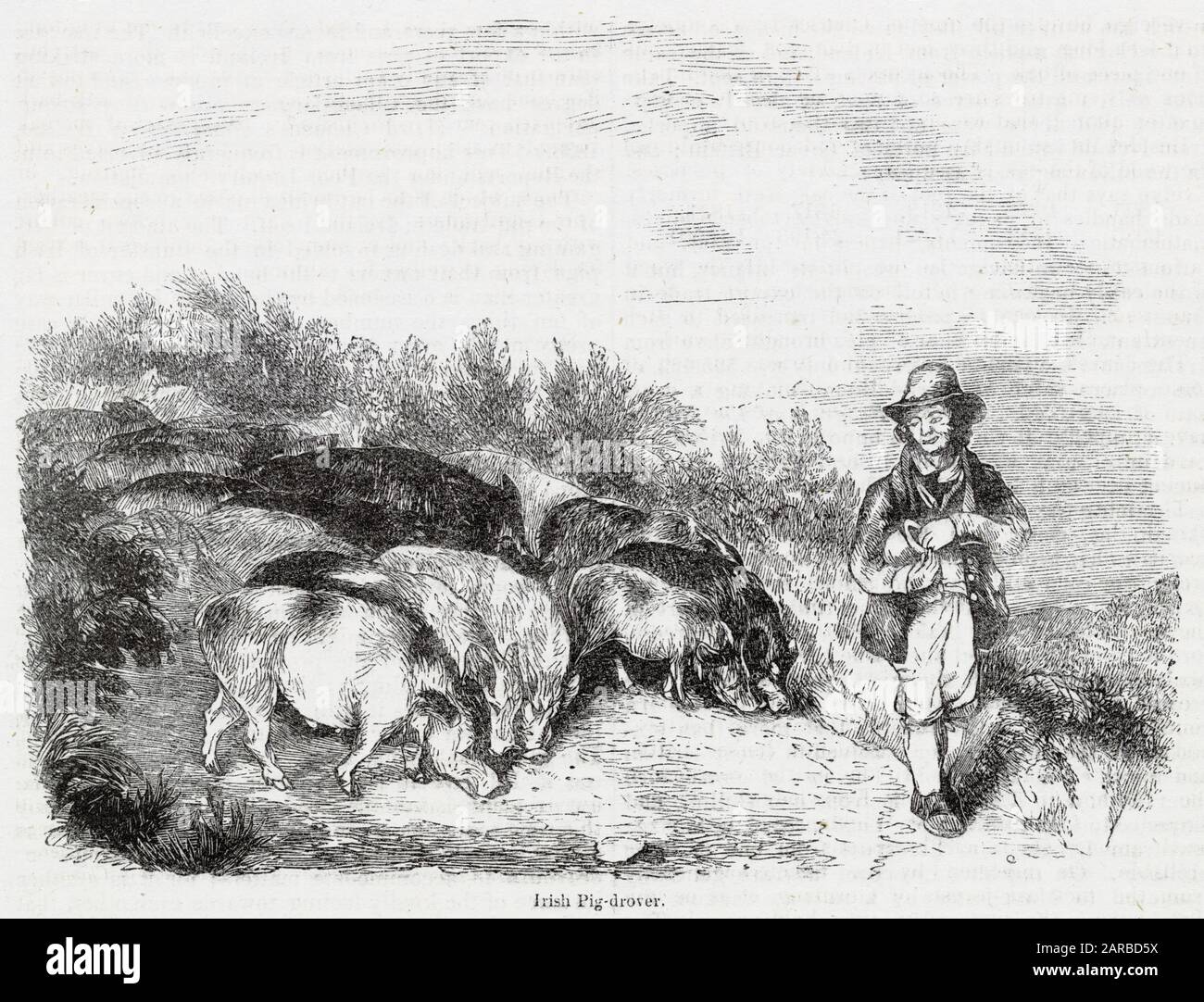 Irish pig drover at work Stock Photo - Alamy