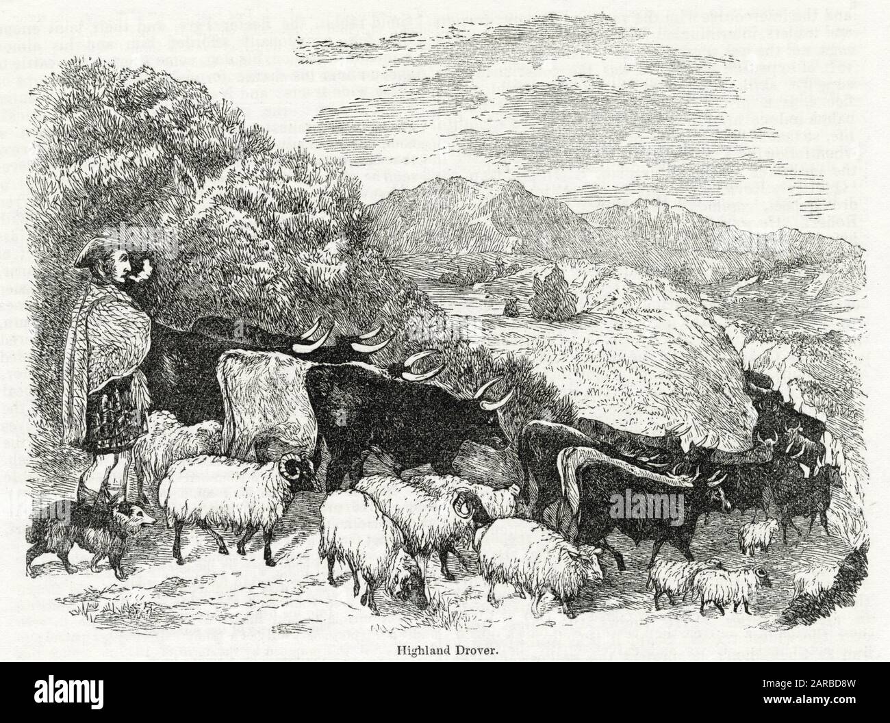 Scottish Highland drover at work Stock Photo - Alamy