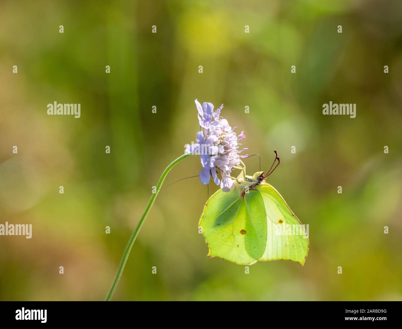 Common brimstone head hi-res stock photography and images - Alamy