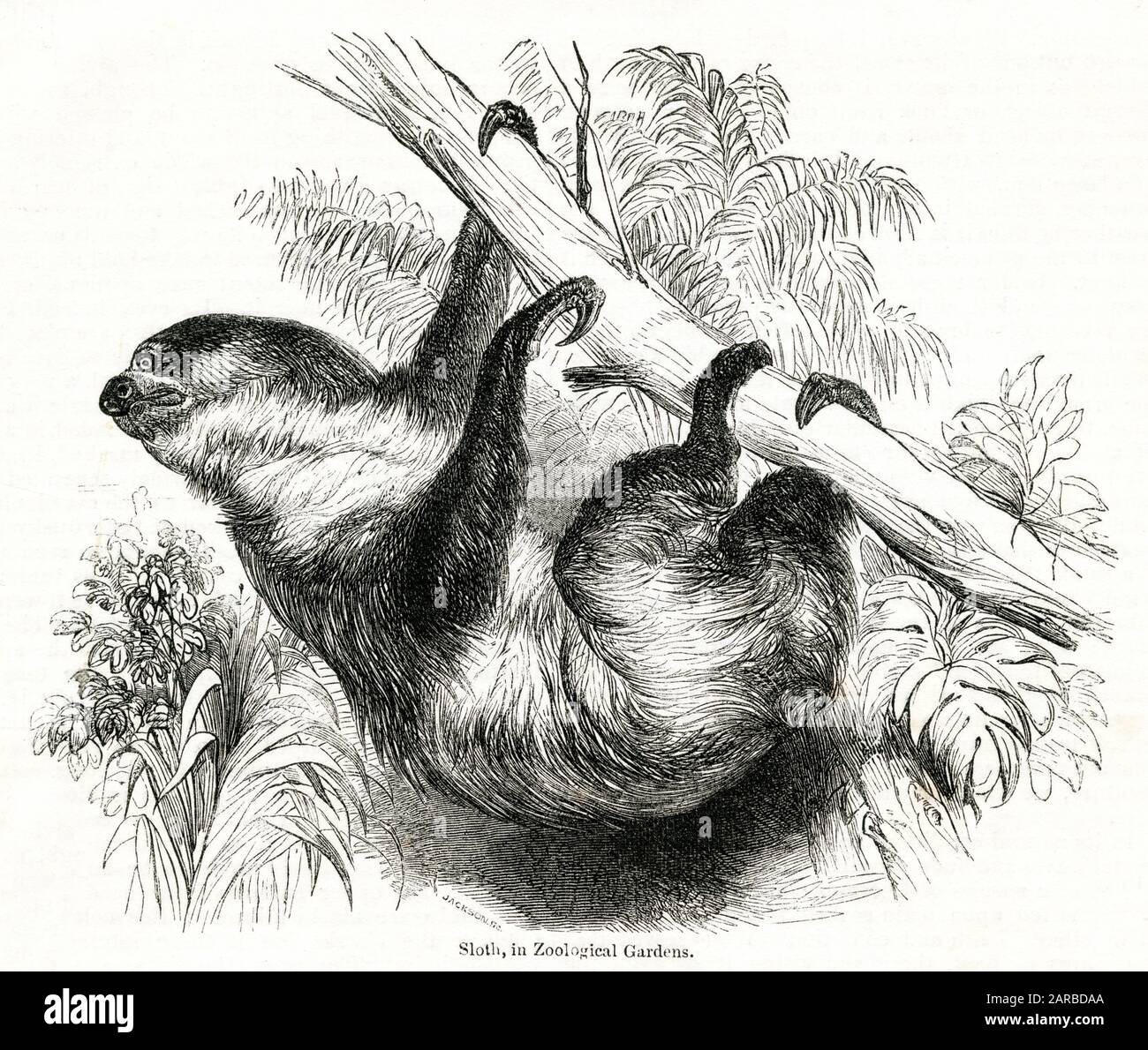 Sloth in the Zoological Society Gardens Stock Photo - Alamy