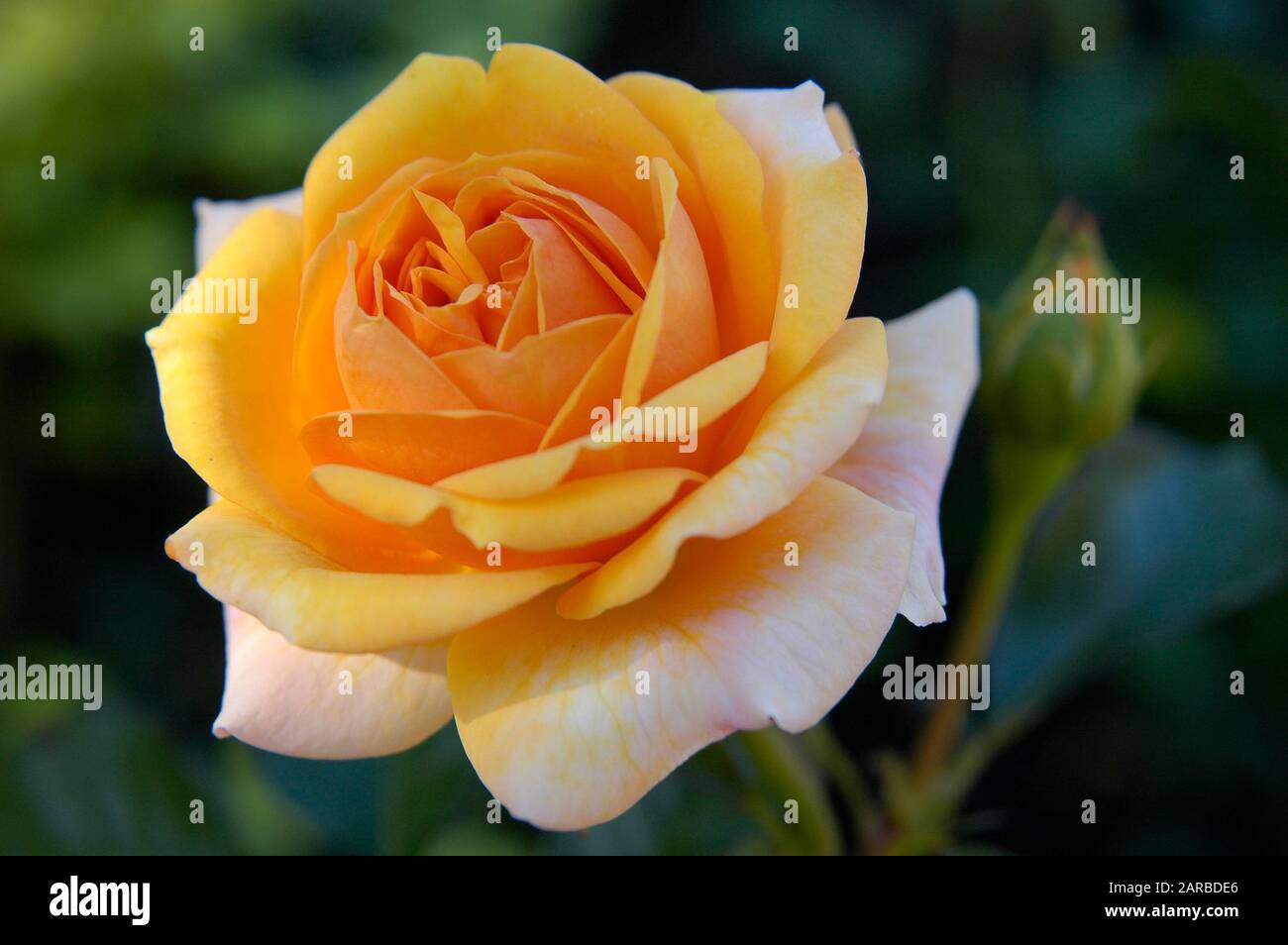 Rose - Amazing Stock Photo - Alamy