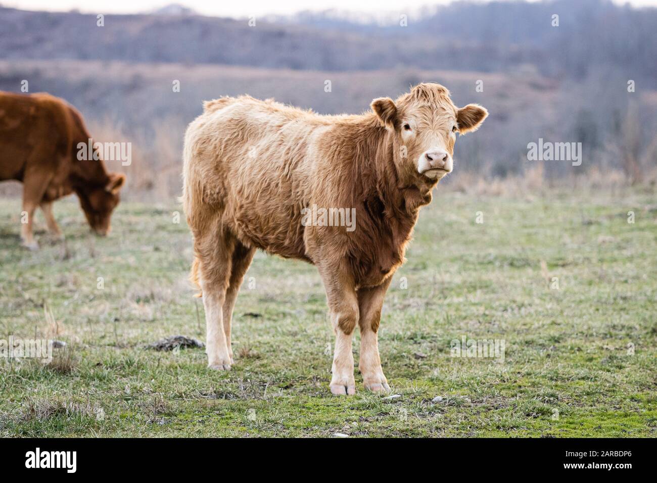 Cow tail hair hi-res stock photography and images - Alamy