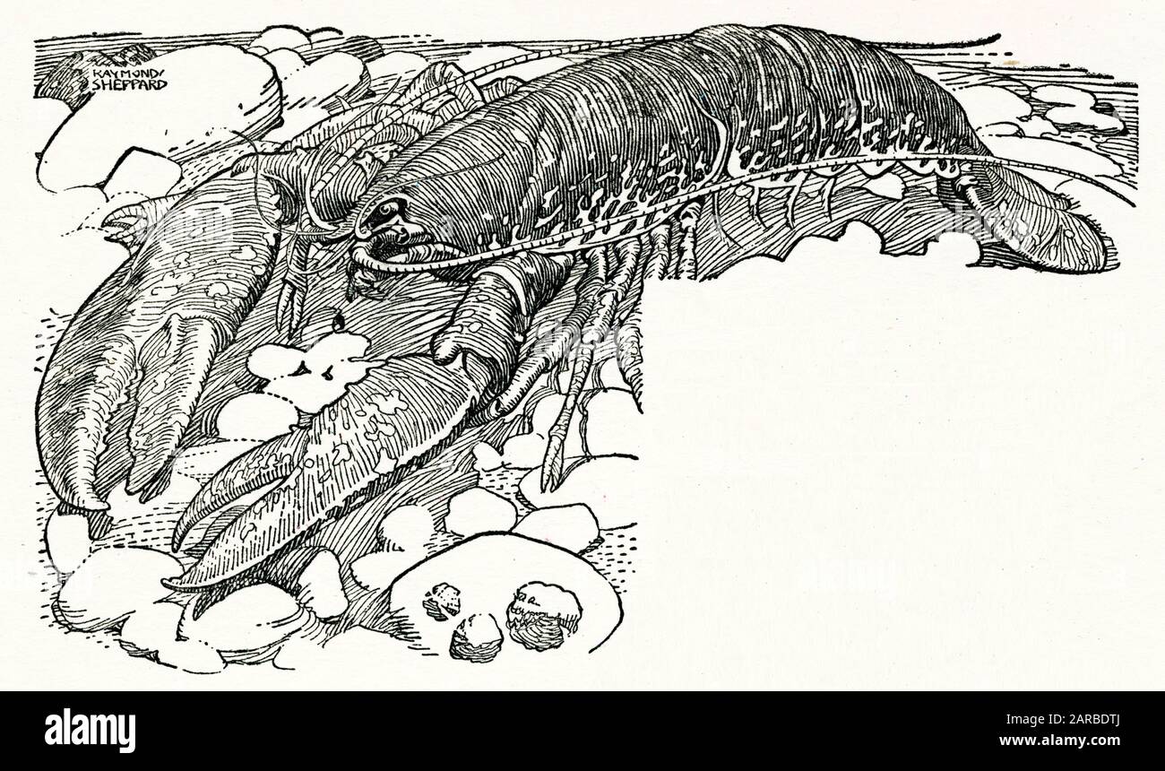 Rock lobsters hi-res stock photography and images - Alamy