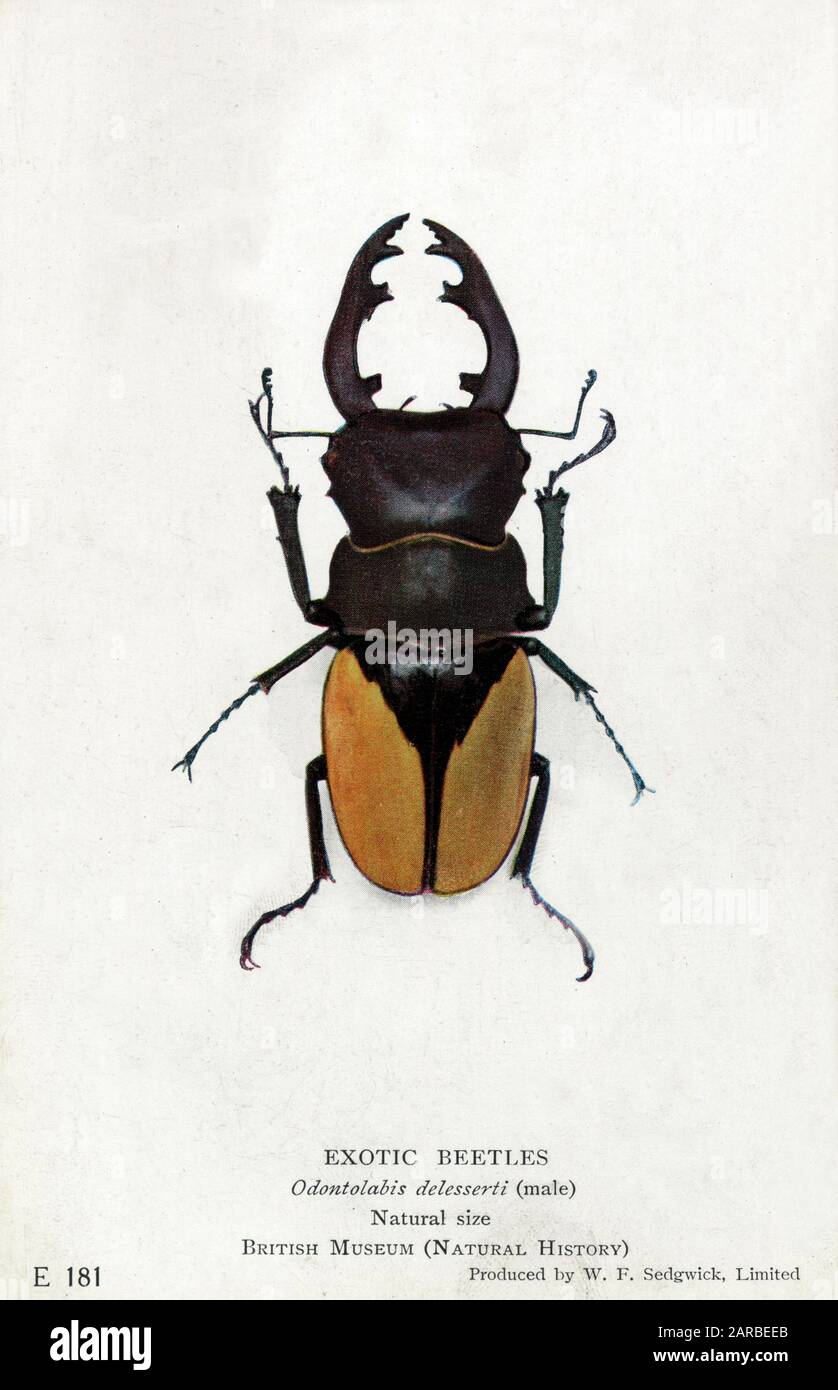 Indian beetle hi-res stock photography and images - Alamy