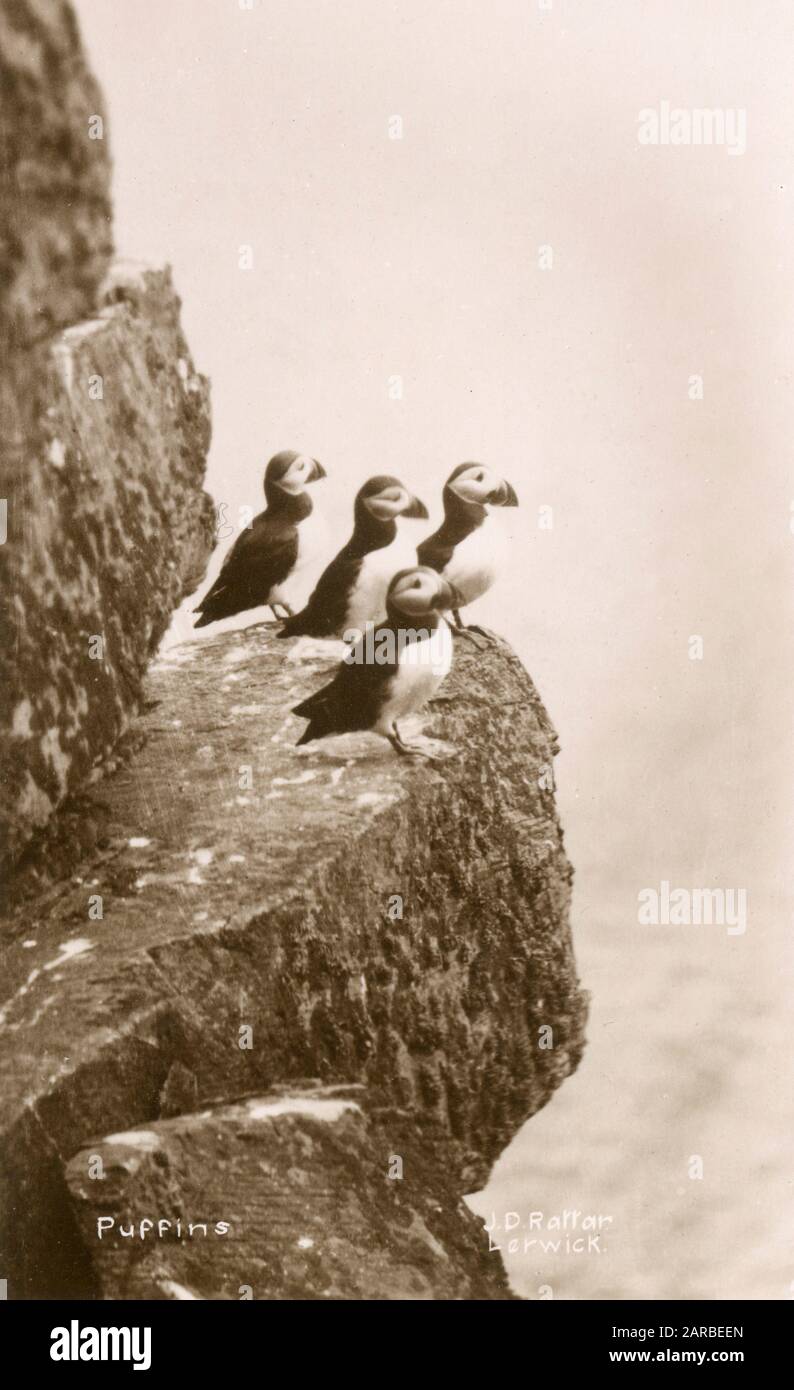 Puffins on a cliff ledge - Scotland Stock Photo - Alamy