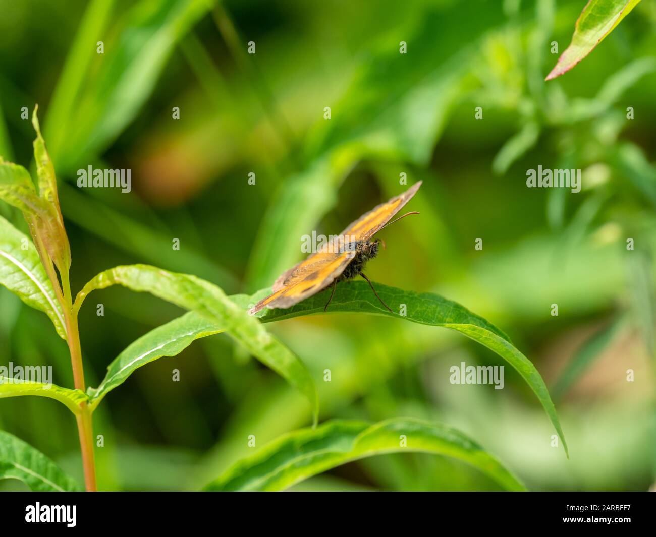 Gatekeeper or Hedge Brown Butterfly ( Pyronia tithonus Stock Photo - Alamy