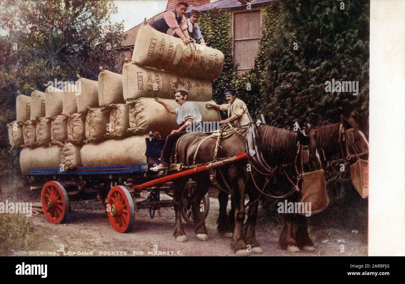 Hops kent leeds hi-res stock photography and images - Alamy