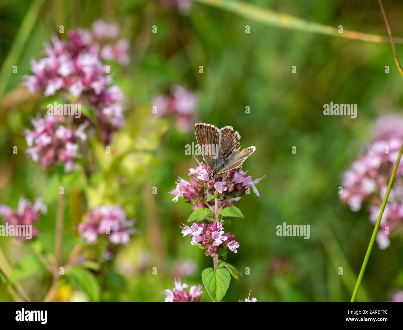Female Adonis Blue Butterfly (Polyommatus bellargus) on Marjoram Stock ...