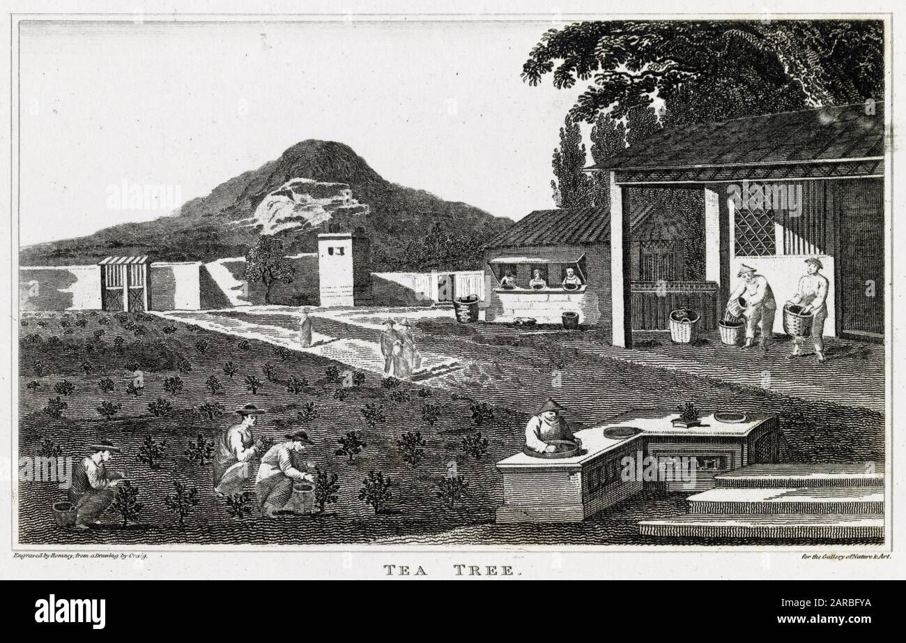 Stages of tea production, China Stock Photo - Alamy