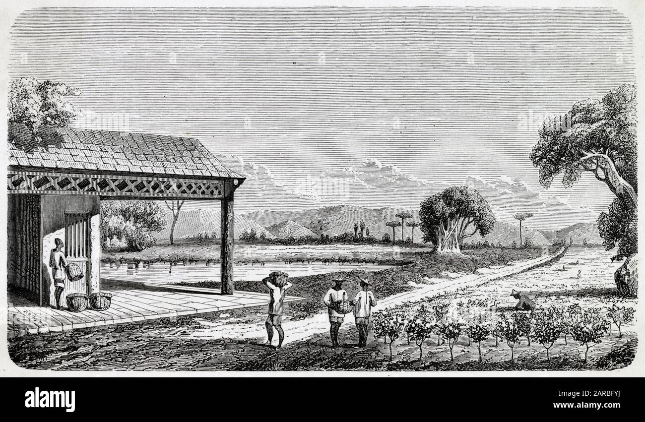 Gathering crops historical hi-res stock photography and images - Alamy