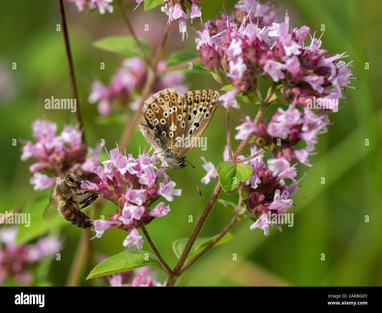 Female adonis blue hi-res stock photography and images - Alamy