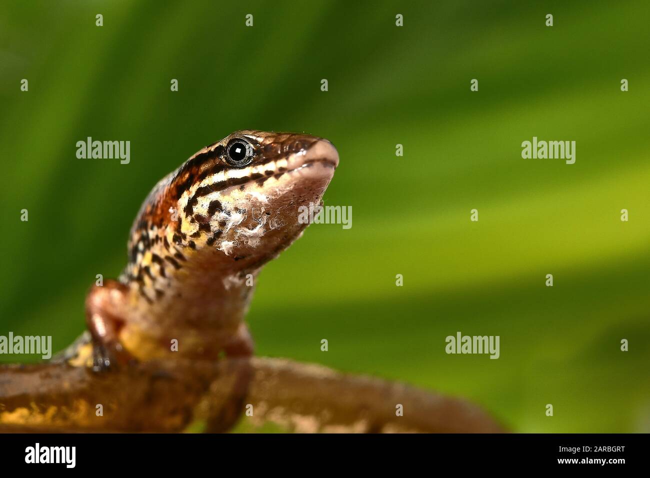 Closeup of Grass lizard or asian grass lizard isolated on green leaf ...