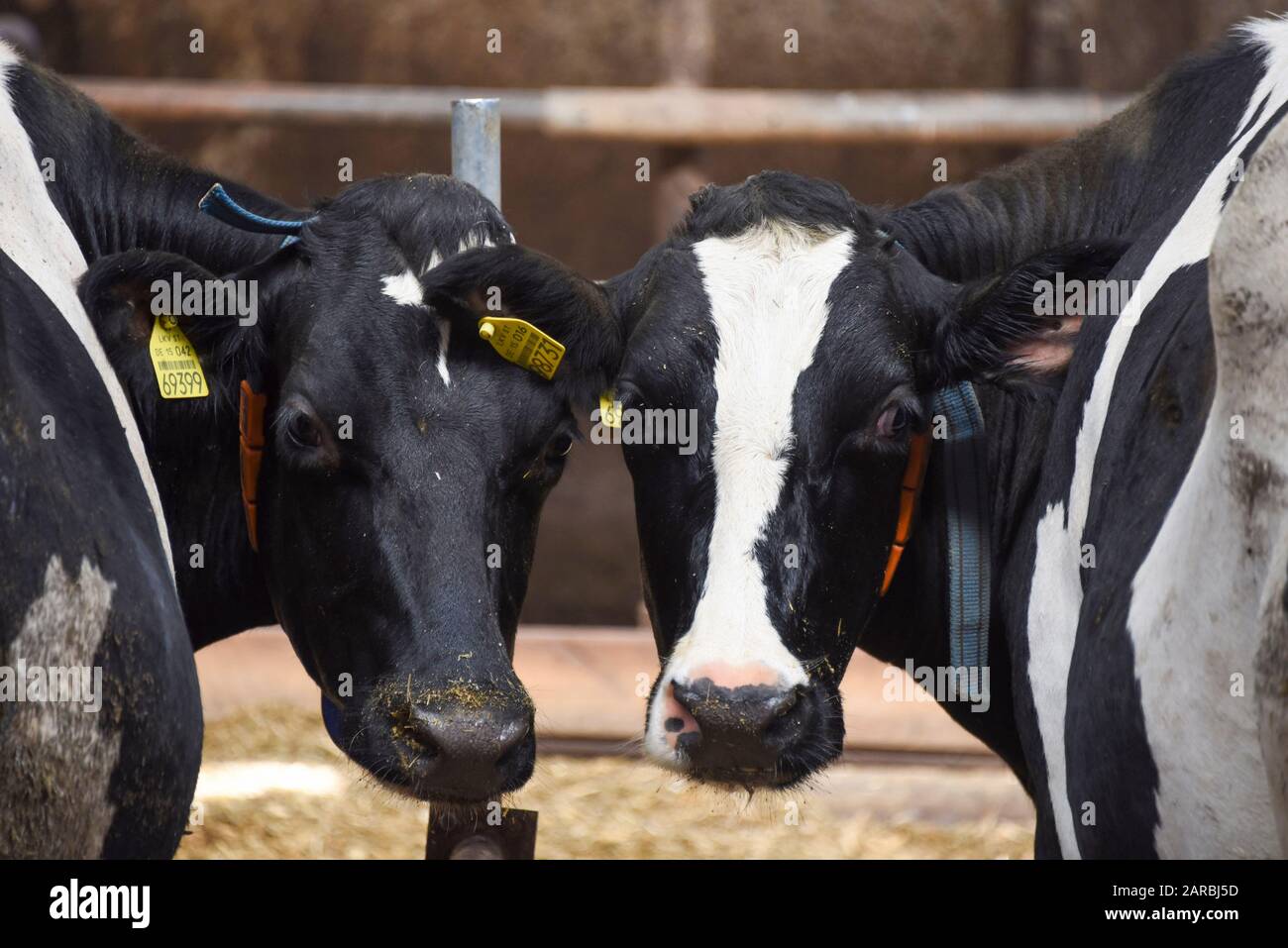 Hamersleben, Germany. 26th Aug, 2019. Two dairy cows are kept in one ...