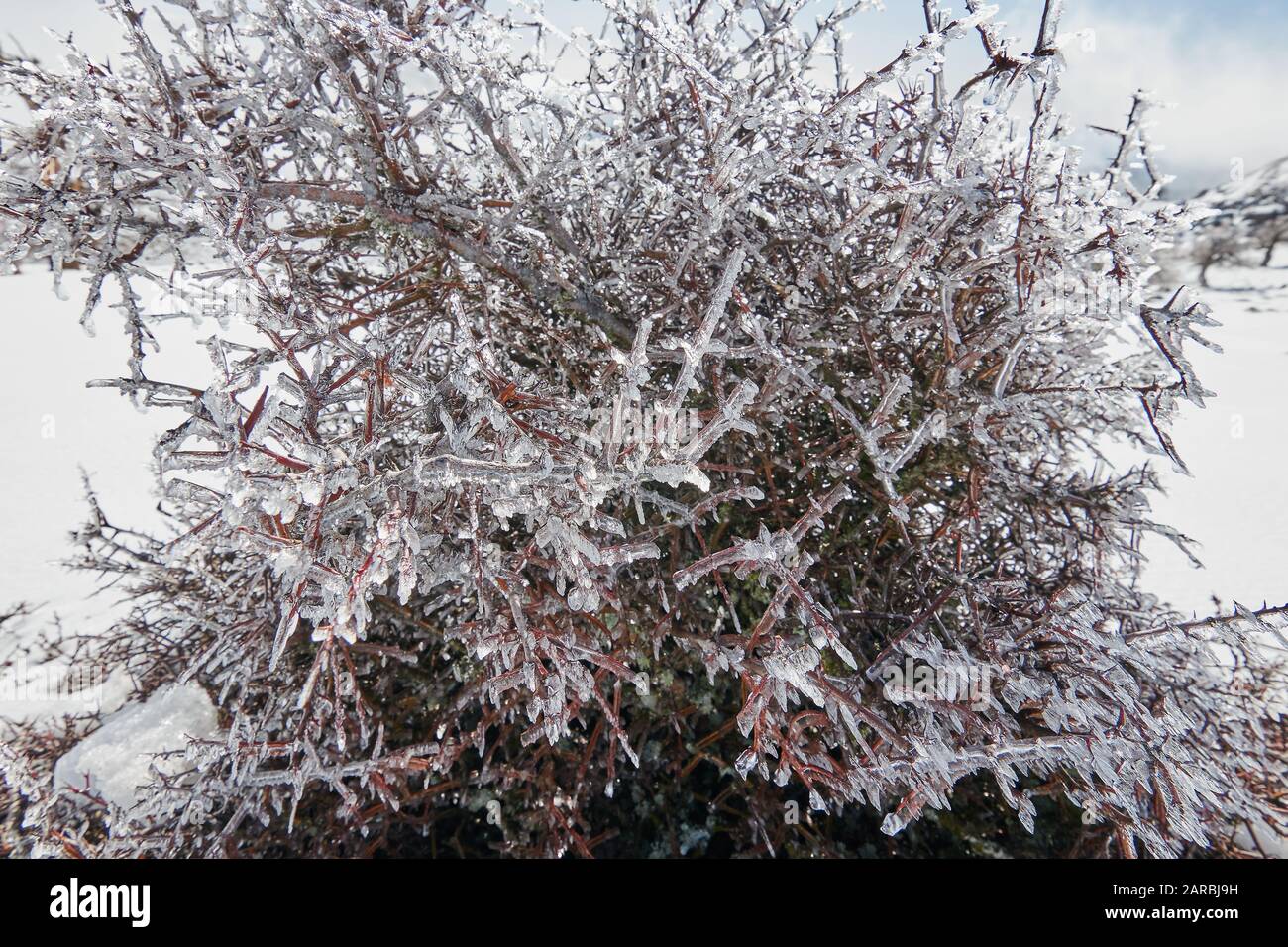 Frozen bush with ice in Sierra de las Nieves Puerto de los Pilones ... Frozen bush with ice in Sierra de las Nieves Puerto de los Pilones ...