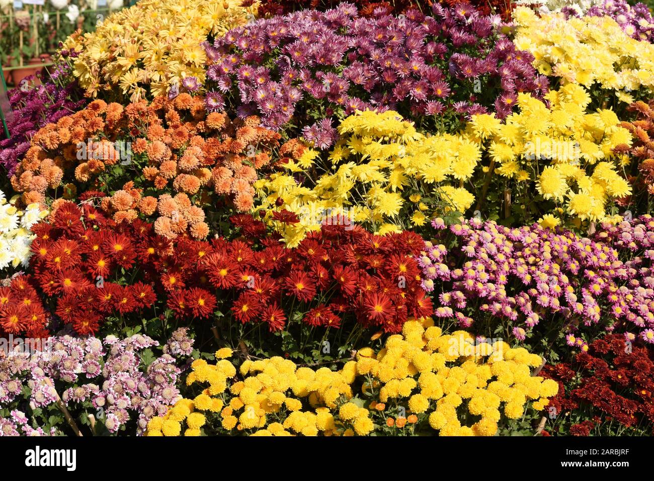 Collection of mums hi-res stock photography and images - Alamy