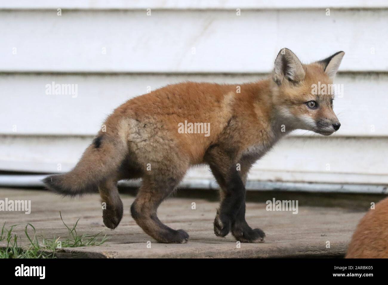 Red fox cubs playing Stock Photo - Alamy