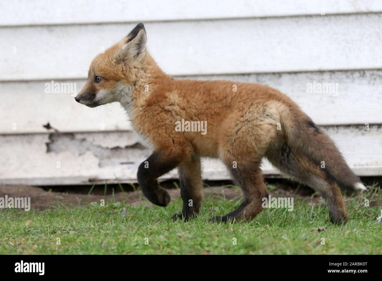 Red fox cubs playing Stock Photo - Alamy