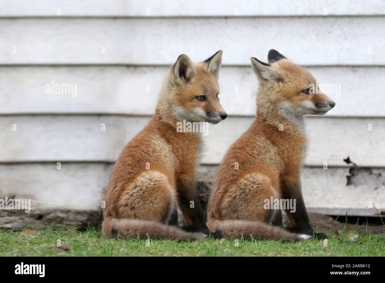 Red fox cubs playing Stock Photo - Alamy