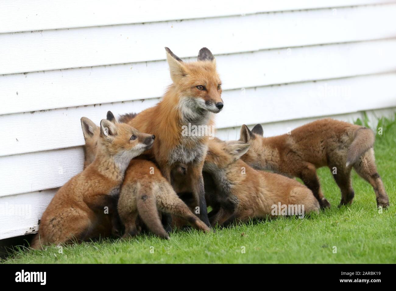 Red fox cubs playing Stock Photo - Alamy
