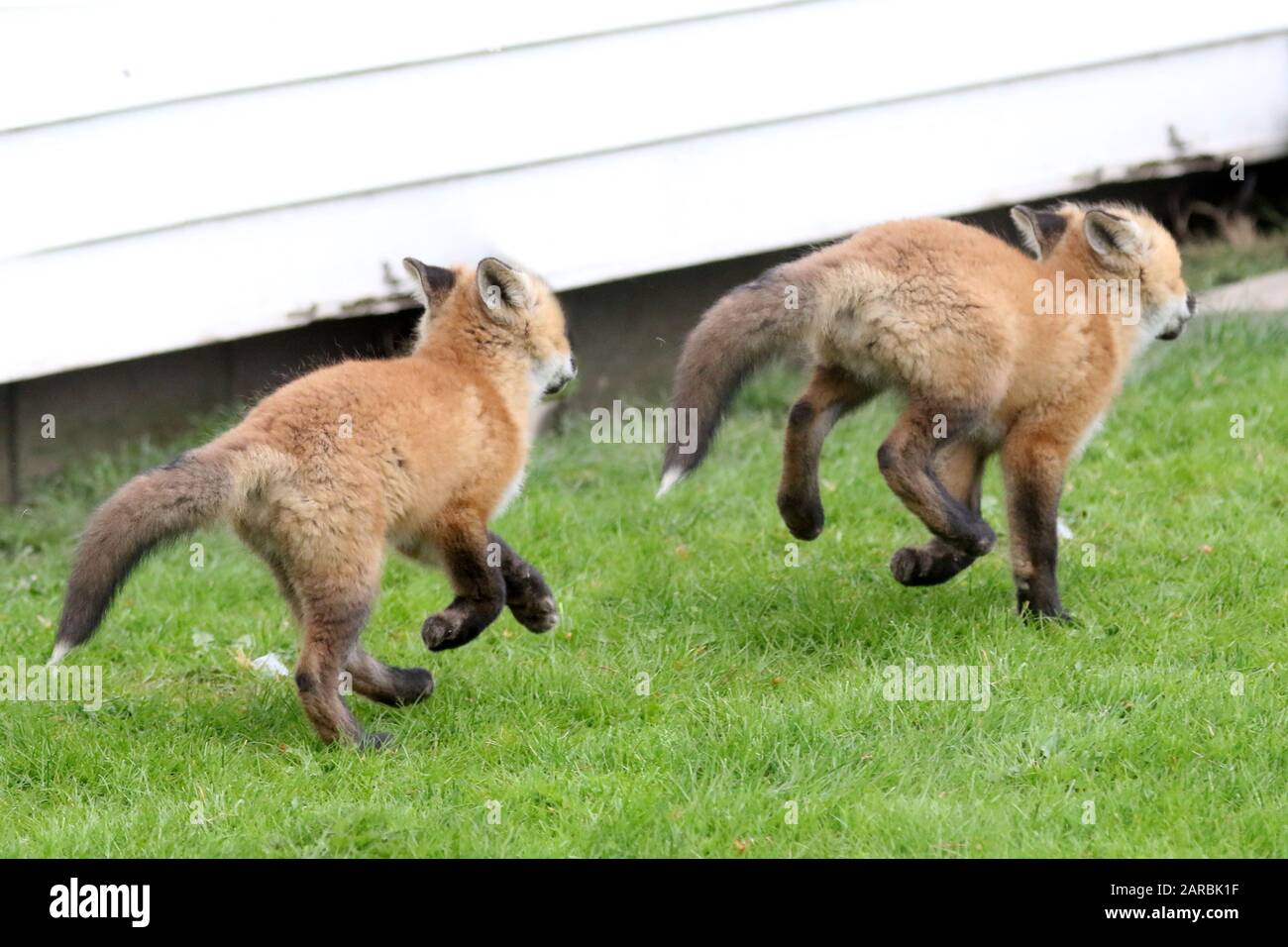 Red fox cubs playing Stock Photo - Alamy