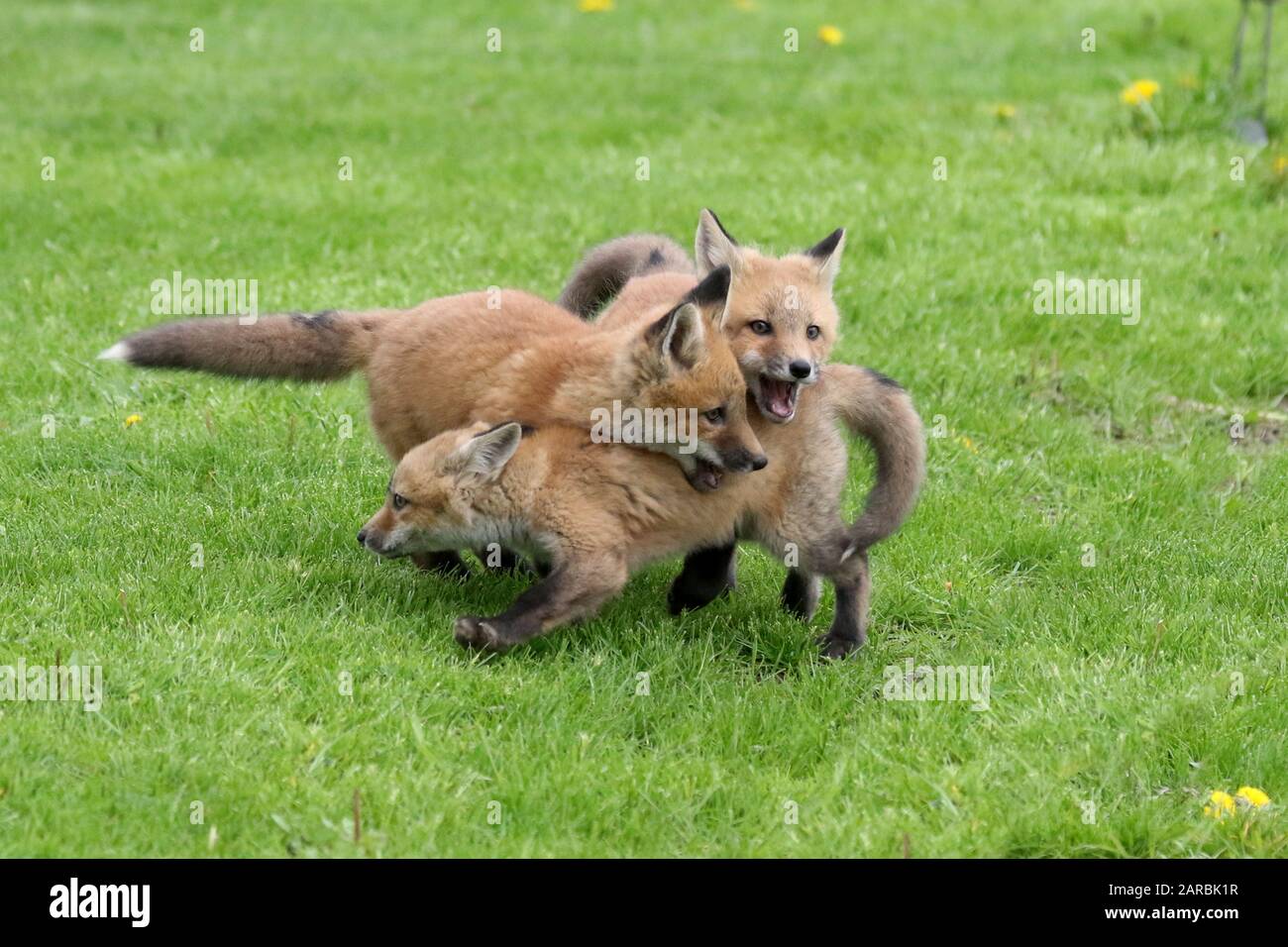 Red fox cubs playing Stock Photo - Alamy