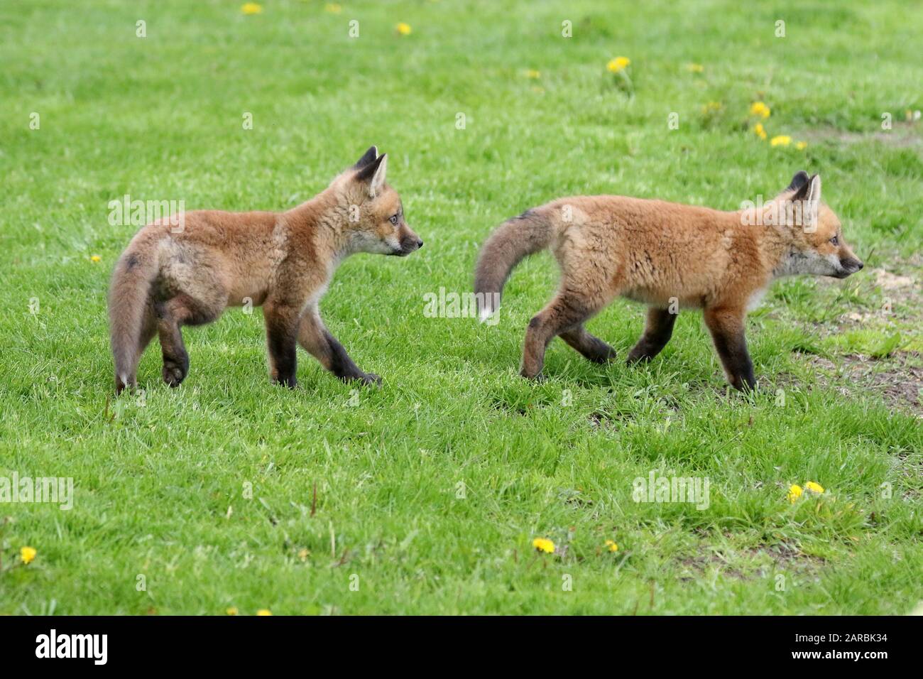 Red fox cubs playing Stock Photo - Alamy
