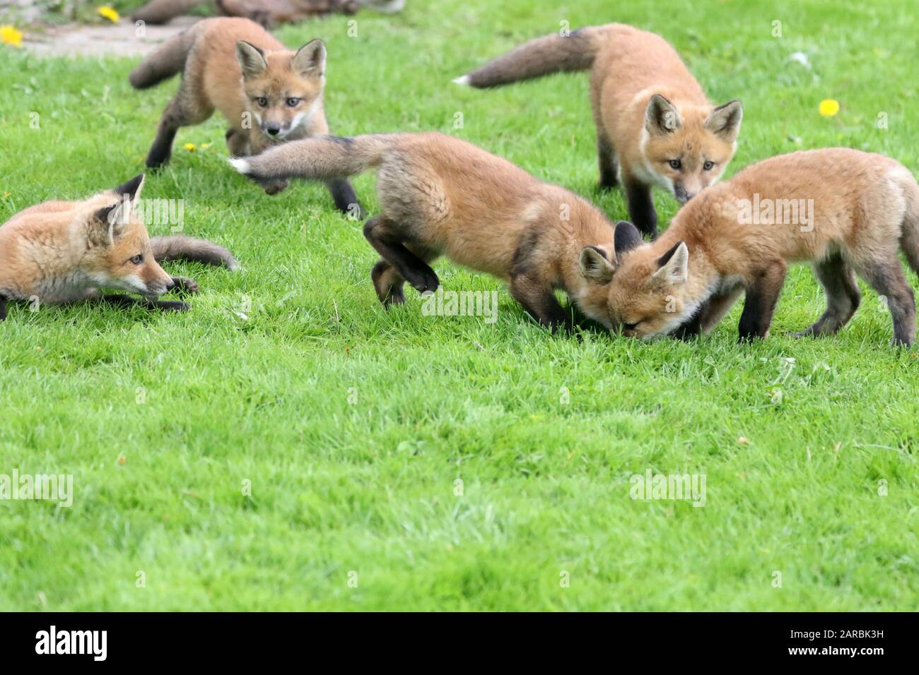 Red fox cubs playing Stock Photo - Alamy