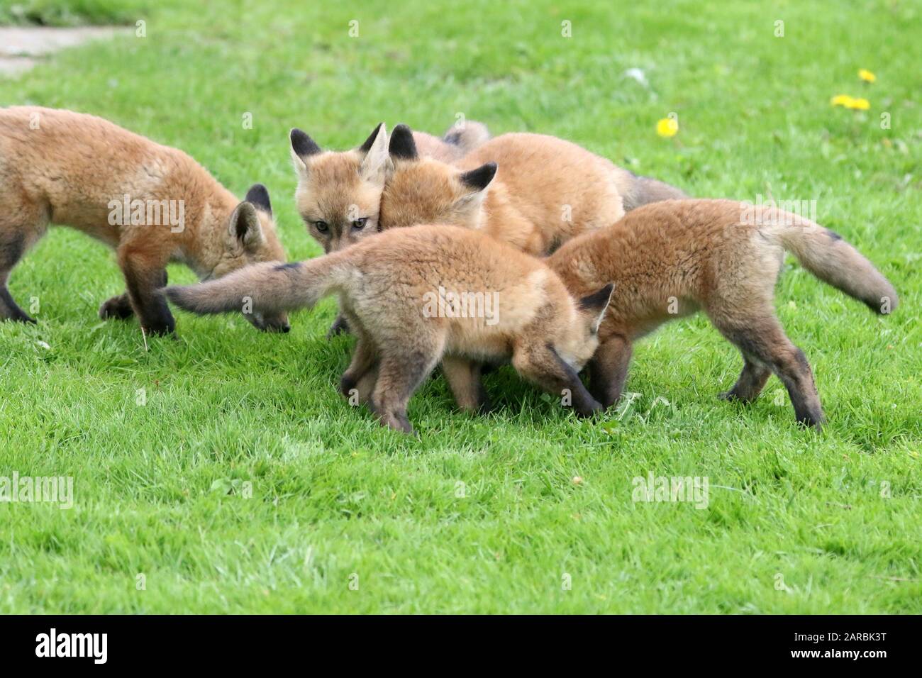 Red fox cubs playing Stock Photo - Alamy