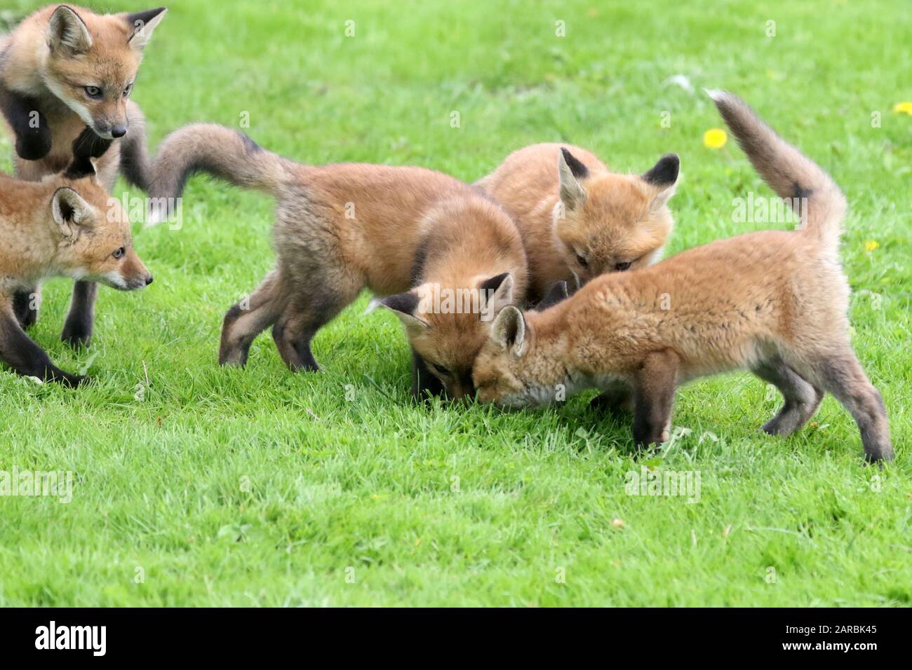 Red fox cubs playing Stock Photo - Alamy