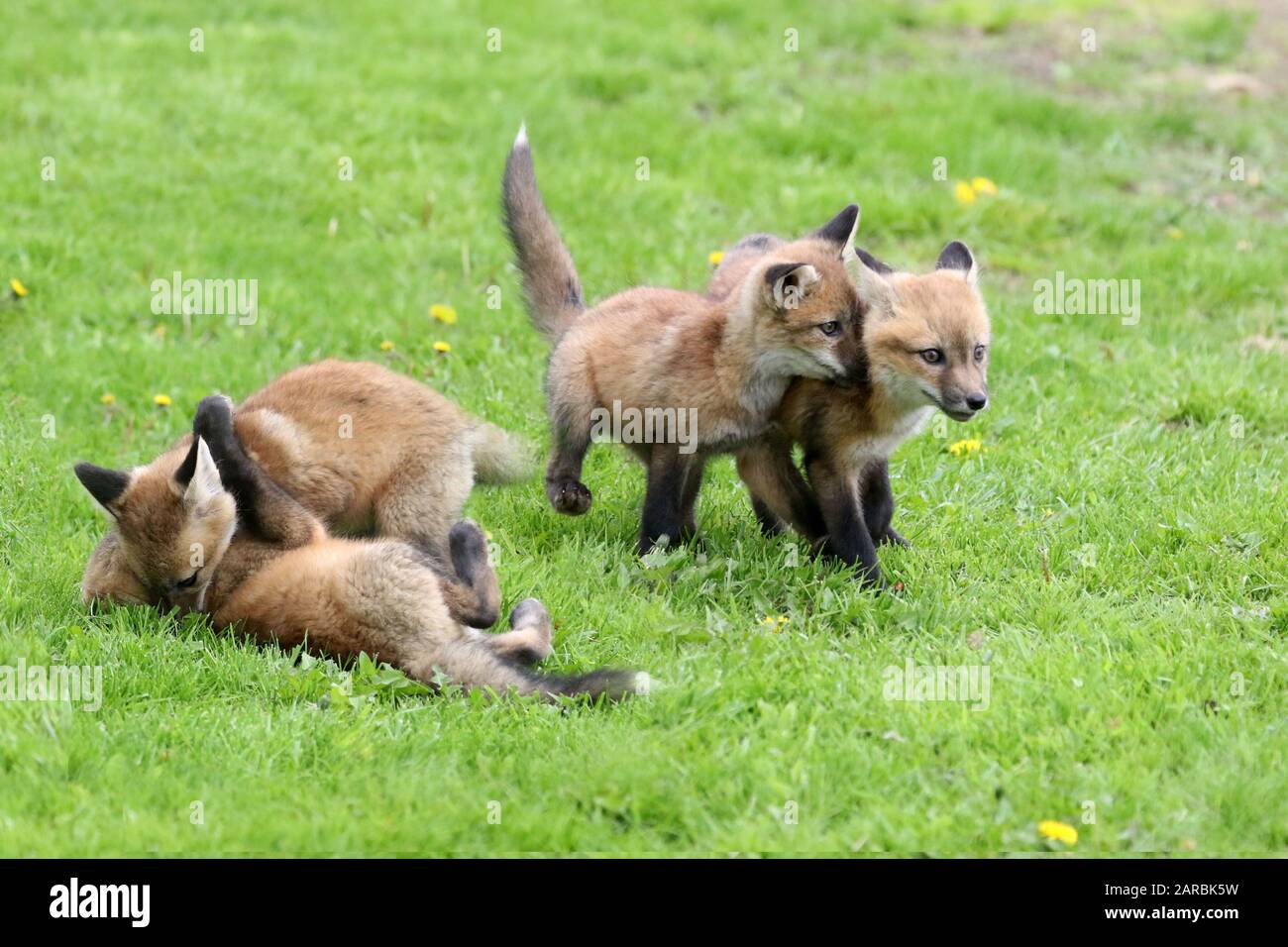 Red fox cubs playing Stock Photo - Alamy
