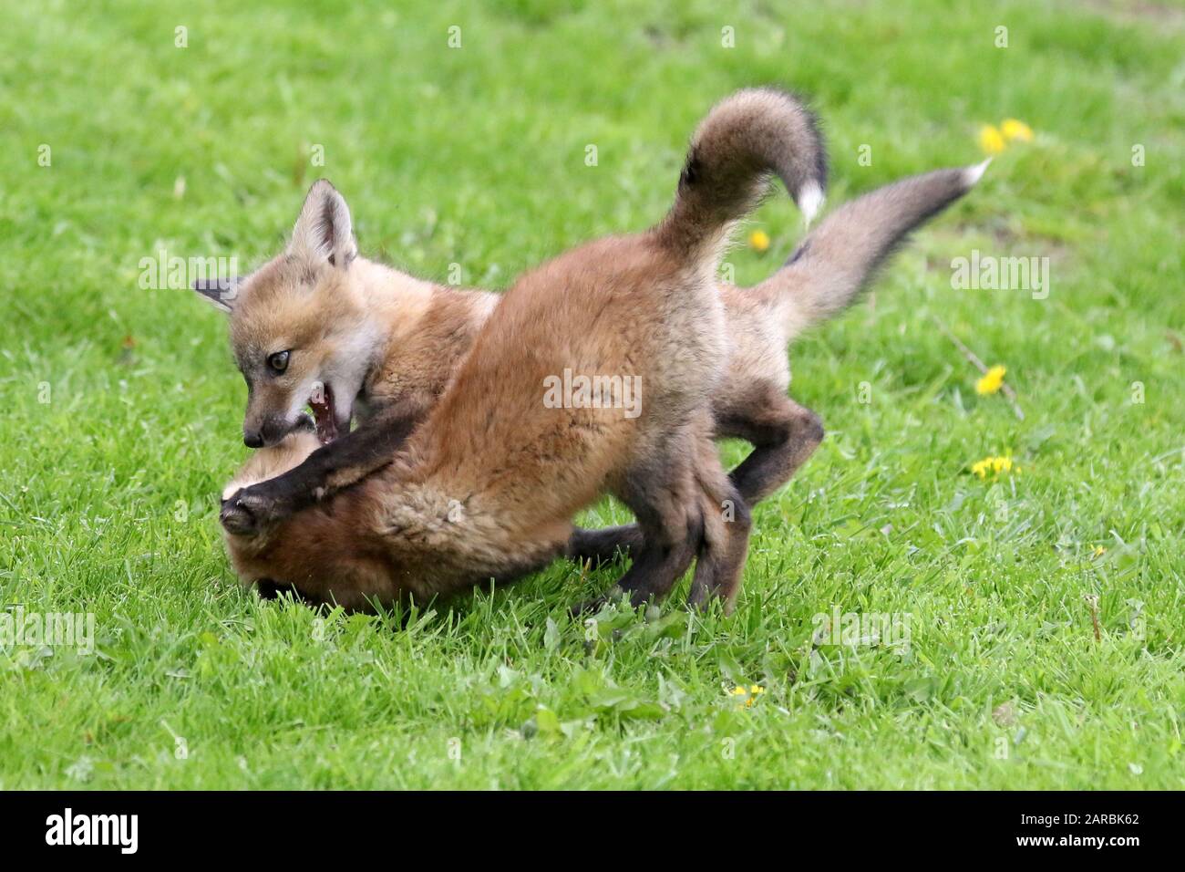 Red fox cubs playing Stock Photo - Alamy