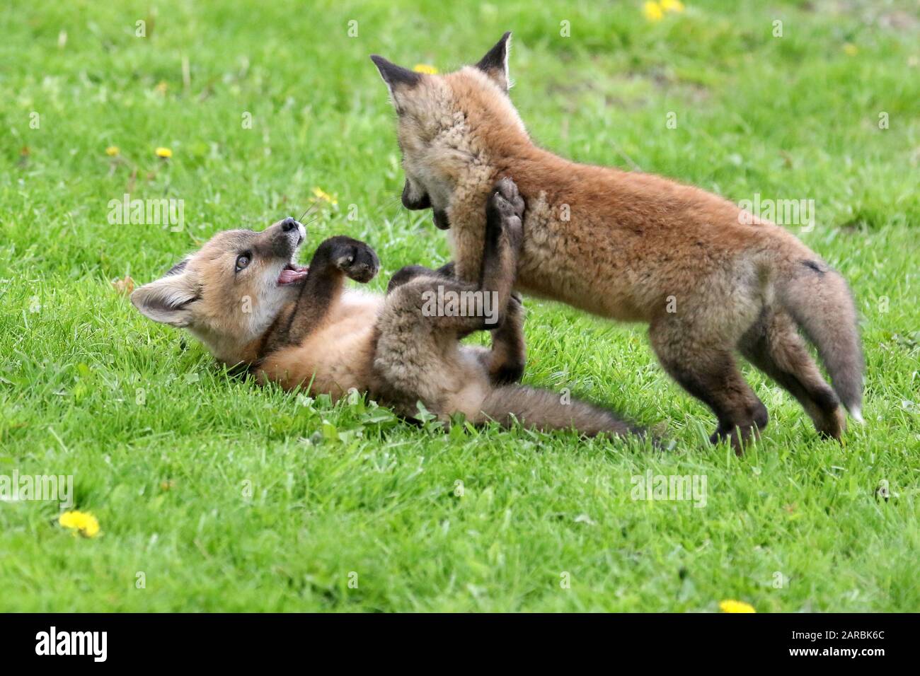 Red fox cubs playing Stock Photo - Alamy