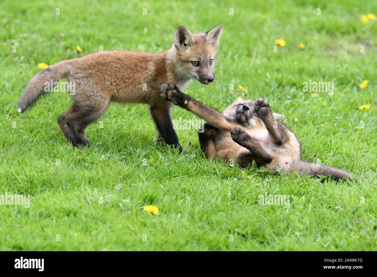 Red fox cubs playing Stock Photo - Alamy