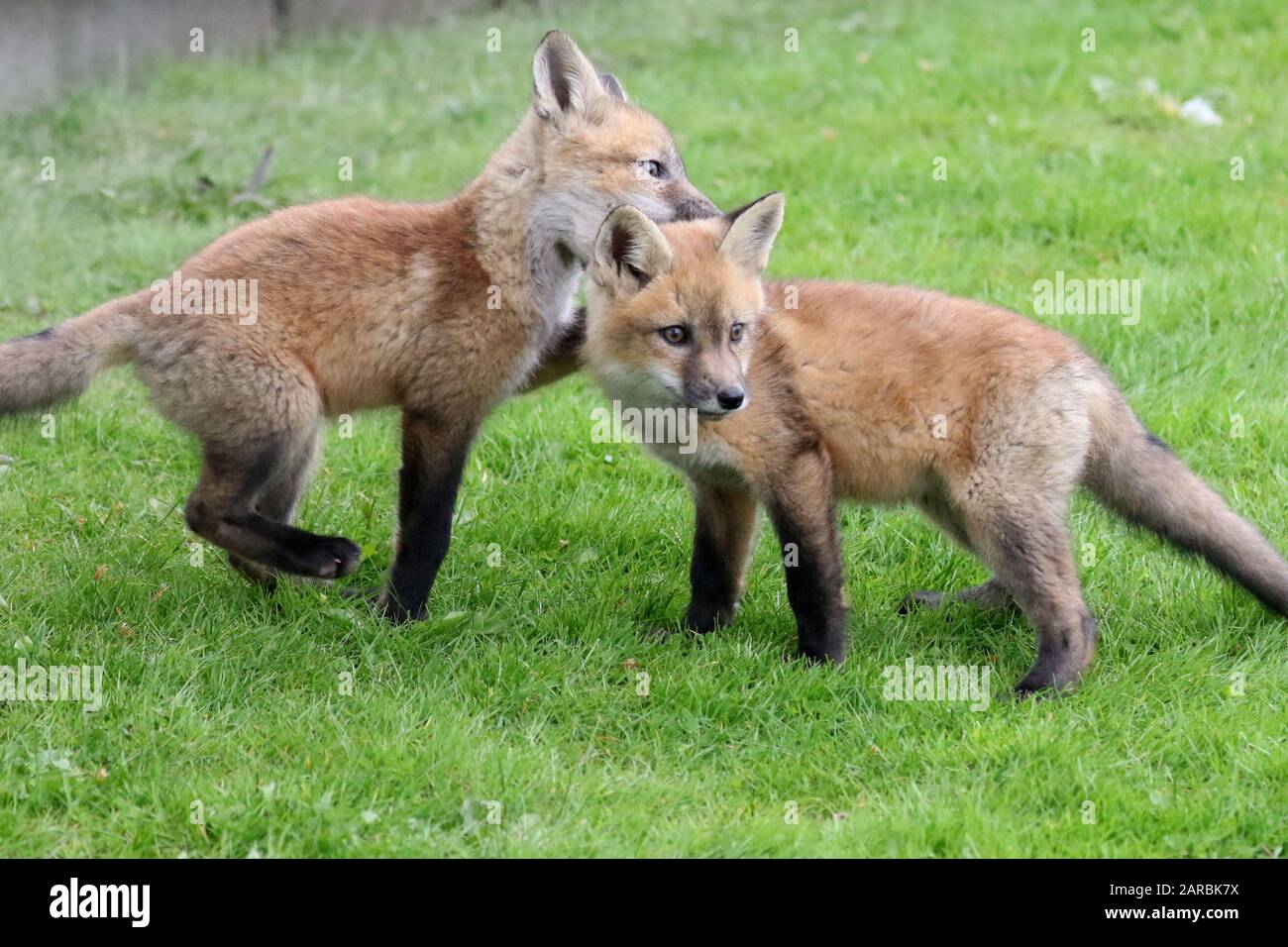 Red fox cubs playing Stock Photo - Alamy