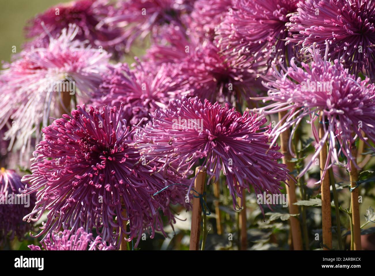 Spider mums hi-res stock photography and images - Alamy
