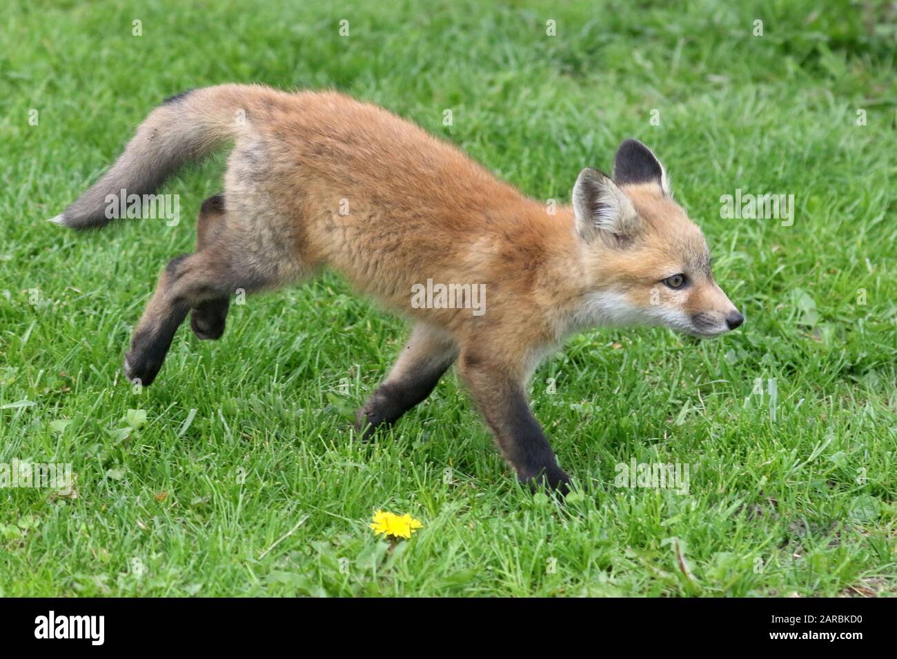 Red fox cubs playing Stock Photo - Alamy