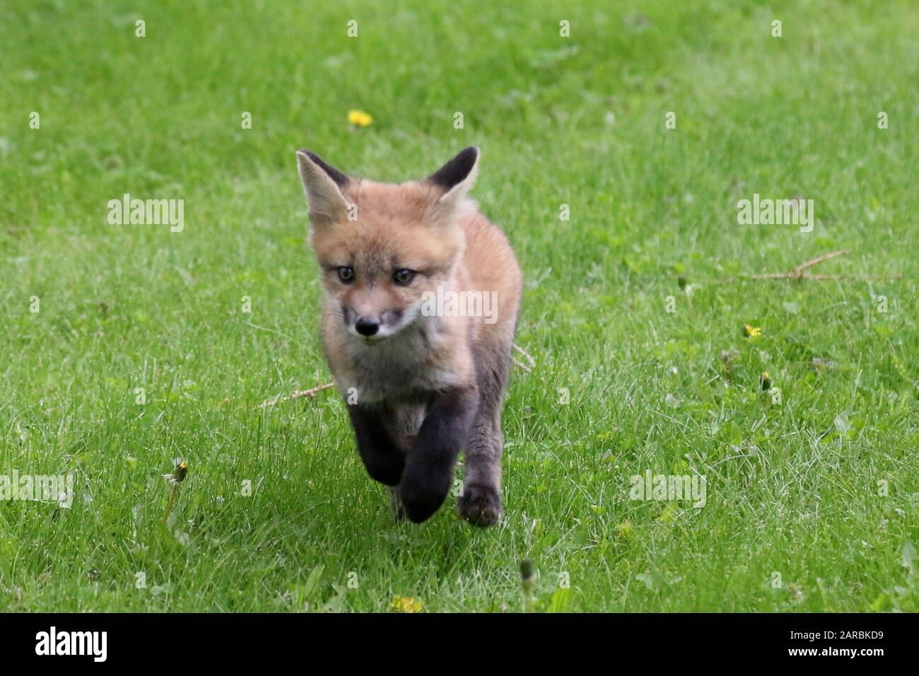 Red fox cubs playing Stock Photo - Alamy