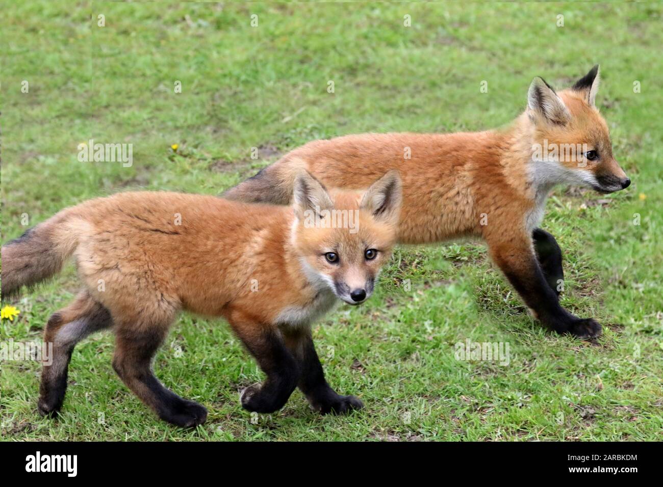 Red fox cubs playing Stock Photo - Alamy