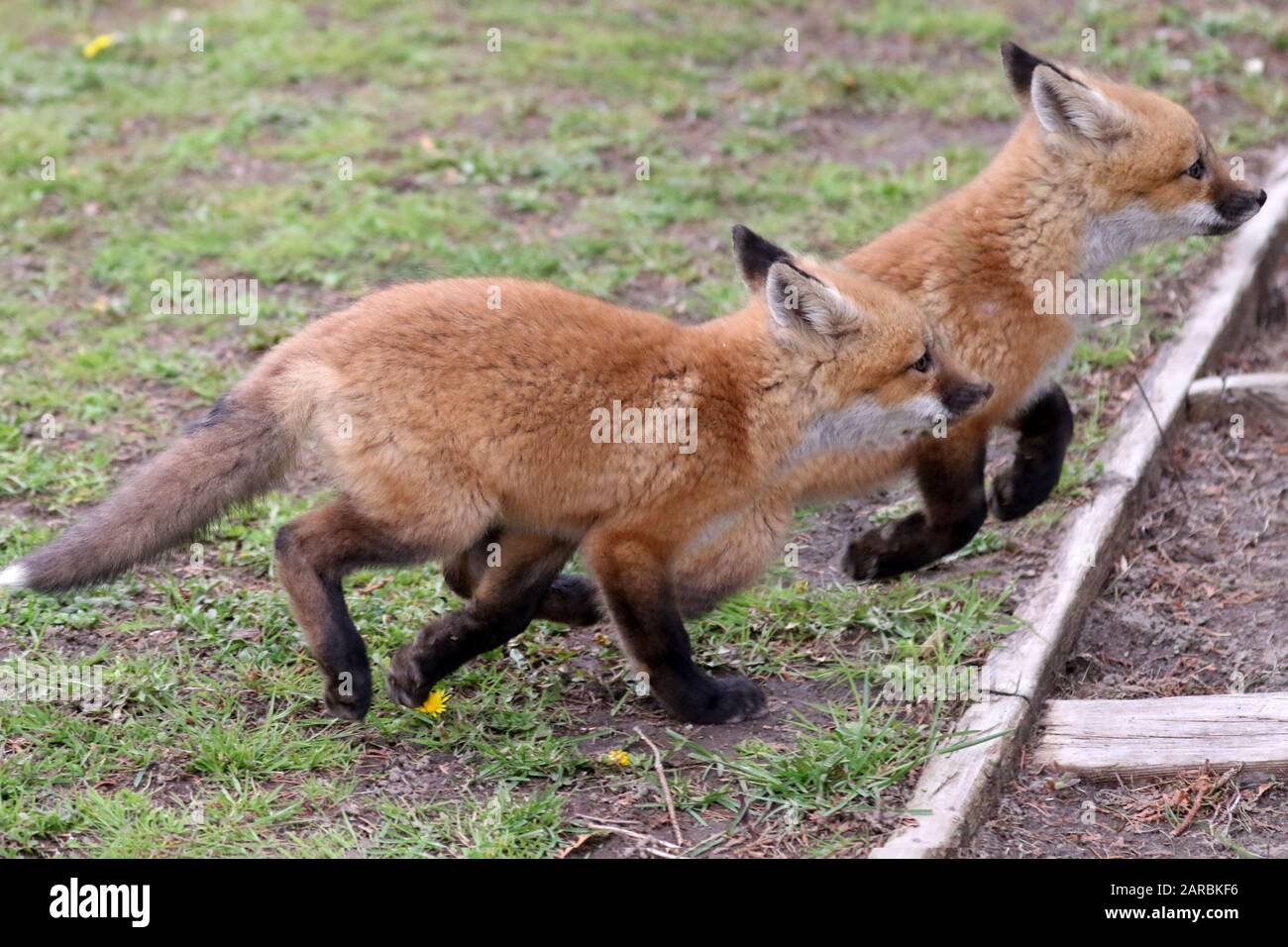 Red fox cubs playing Stock Photo - Alamy
