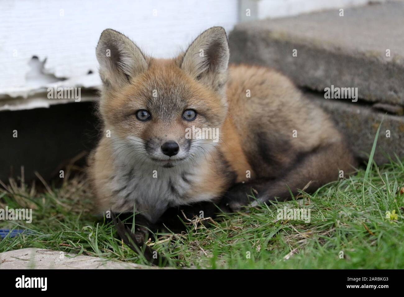 Red fox cubs playing Stock Photo - Alamy