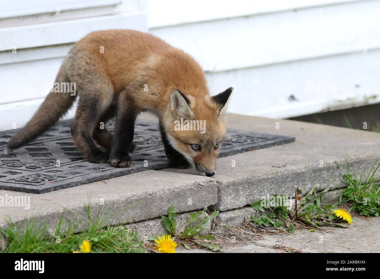 Red fox cubs playing Stock Photo - Alamy