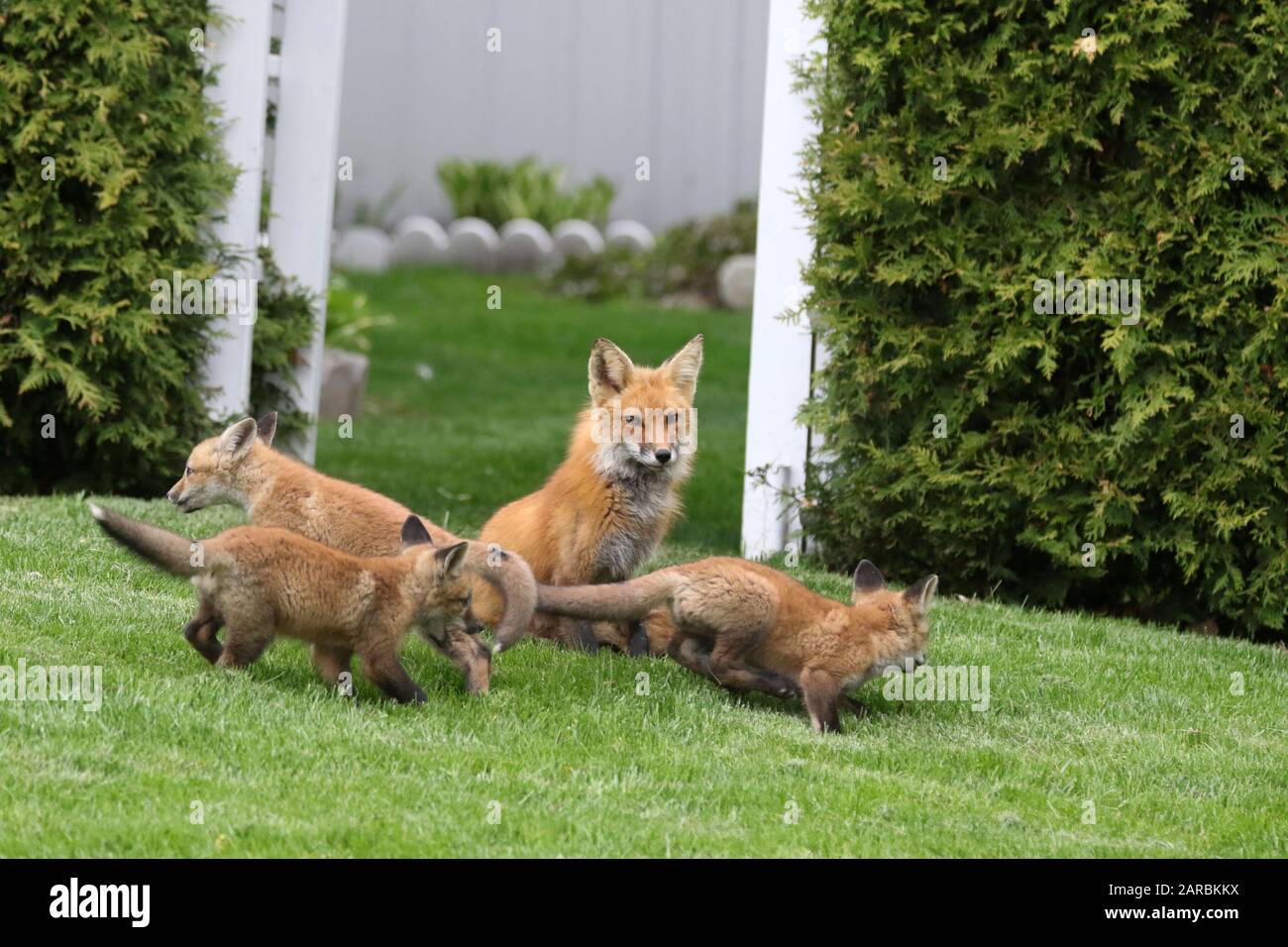 Red fox cubs playing Stock Photo - Alamy