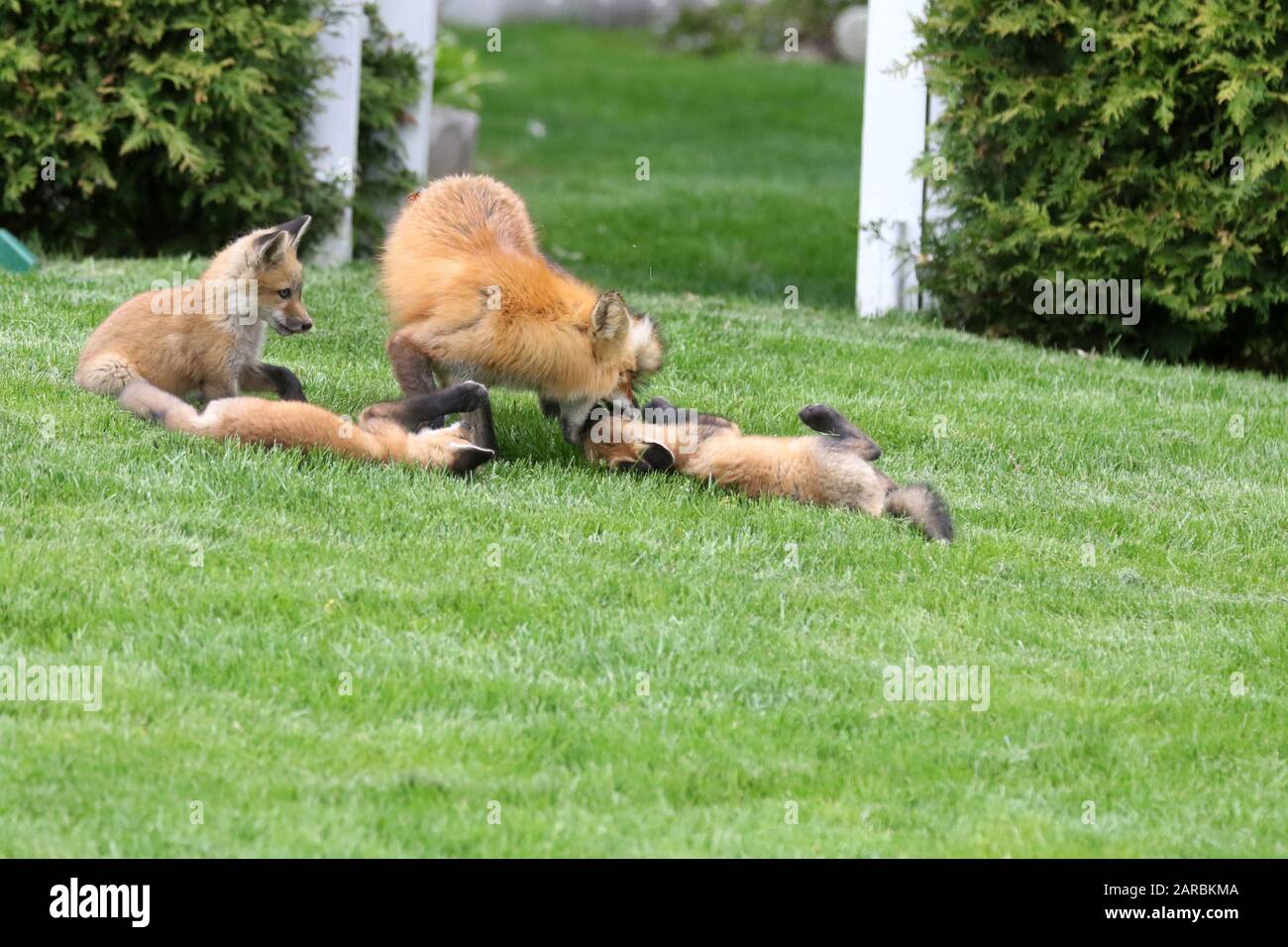 Red fox cubs playing Stock Photo - Alamy