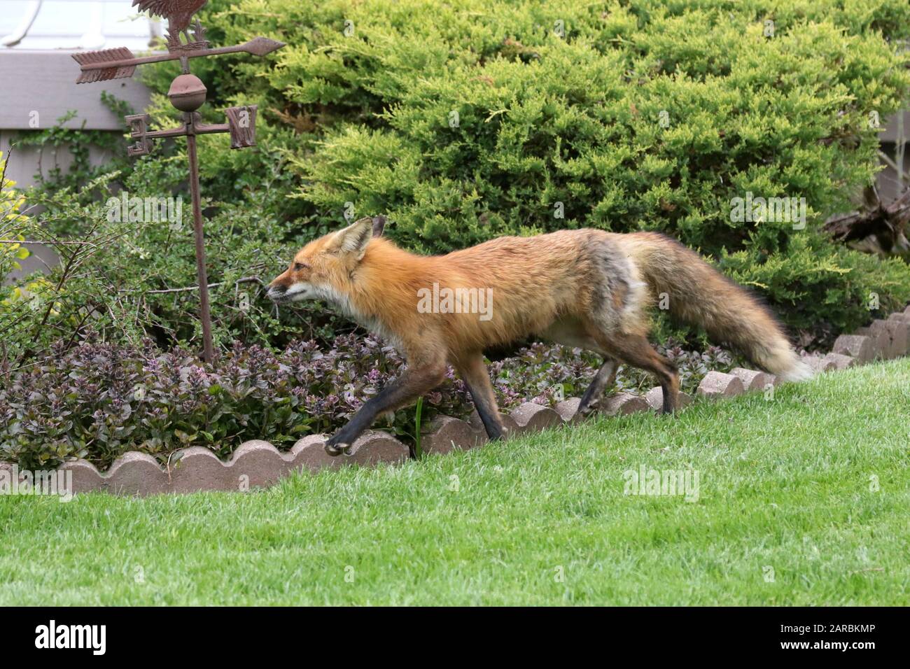 Red fox cubs playing Stock Photo - Alamy