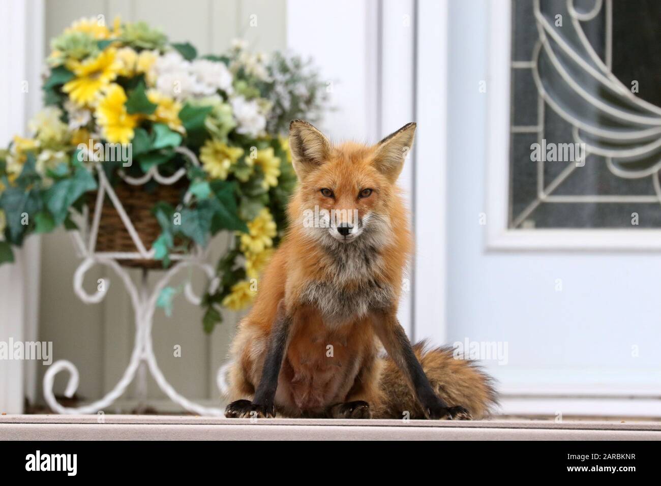 Funny people fox tail hi-res stock photography and images - Alamy